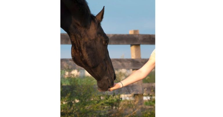 What is positive reinforcement? - progressive equine partnerships